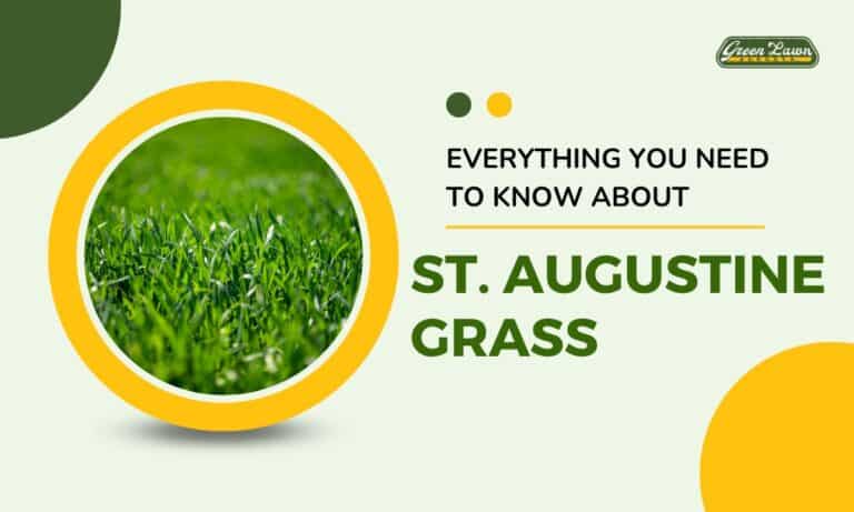 Unlock Secrets of St. Augustine Grass Care!